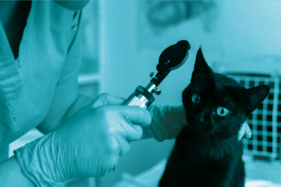 Degenza Veterinaria | Cani, gatti e animali esotici - Arcadiavet ...